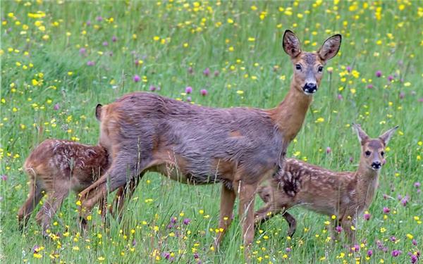 Wolf reißt Reh bei Weil der Stadt