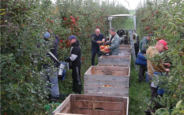 Der Obstbau steht mit dem Rücken zur Wand